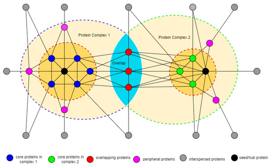 A Special Structural Based Weighted Network Approach for the Analysis of Protein Complexes