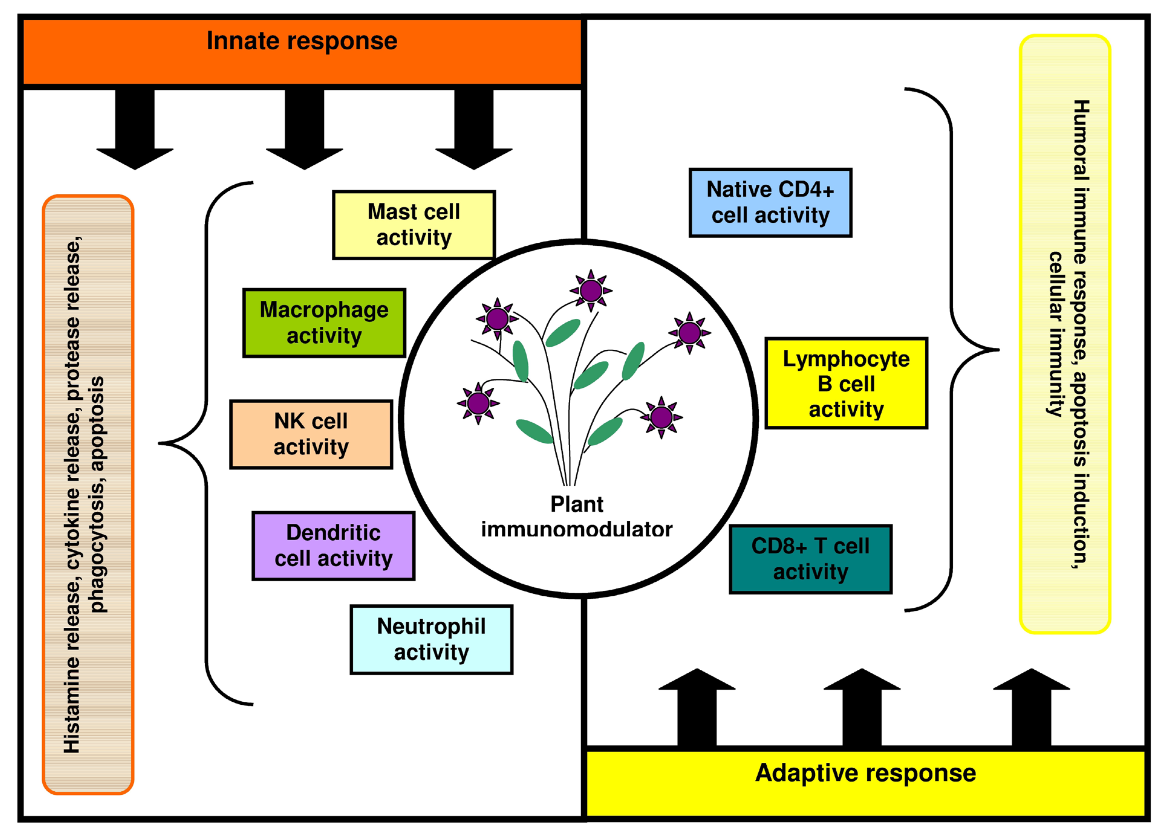 Pharmacological Properties and Safe Use of 12 Medicinal Plant Species ...