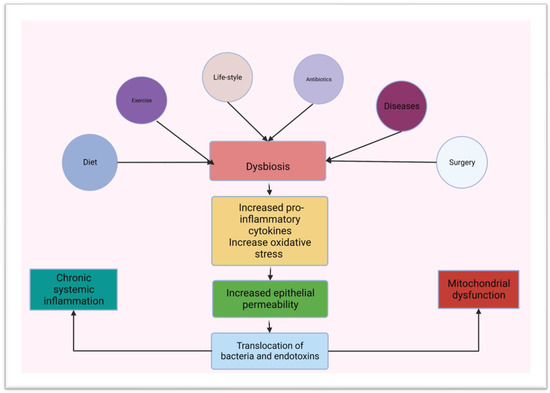 Paneth Cell, Gut Microbiota Dysbiosis and Diabetes Mellitus
