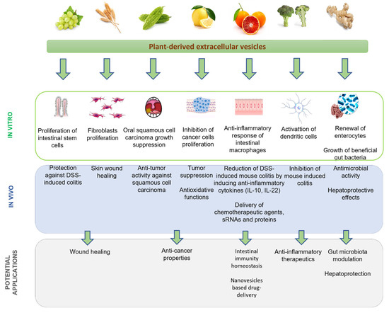 Plant Extracellular Vesicles: Investigating Their Utilization as ...