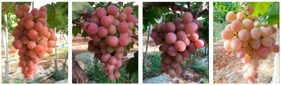 Instance Segmentation and Number Counting of Grape Berry Images Based on Deep Learning