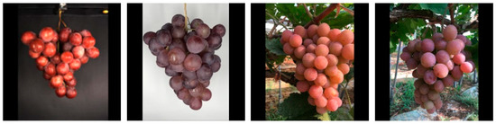 Instance Segmentation and Number Counting of Grape Berry Images Based ...