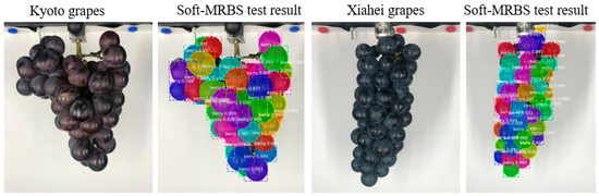 Instance Segmentation and Number Counting of Grape Berry Images Based on Deep Learning