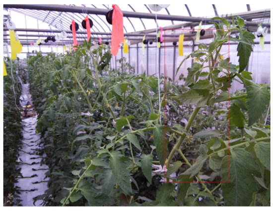 An Automatic Tomato Growth Analysis System Using YOLO Transfer Learning