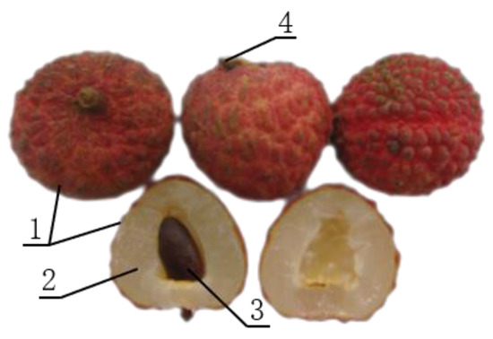 Temperature Regulation of Hot Vapor Preservation Treatment of Litchi ...