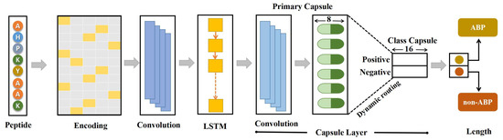 ABPCaps: A Novel Capsule Network-Based Method for the Prediction of ...