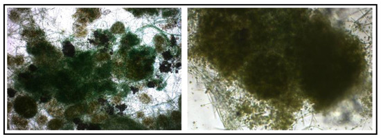 The Influence of the Ultrasound Disintegration of Microalgal–Bacterial ...