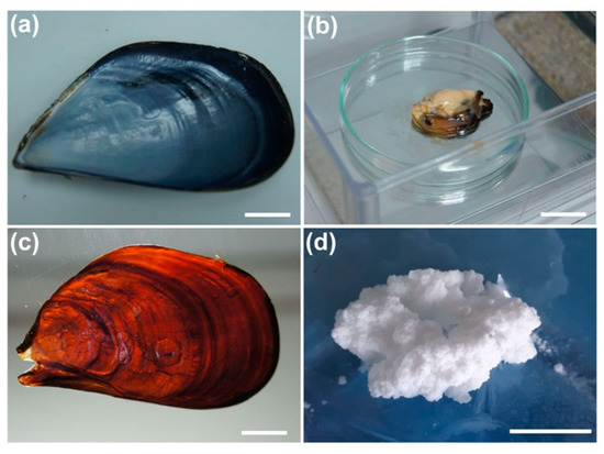 Shell Organic Matrix (Conchix) of the Mediterranean Mussel Mytilus ...