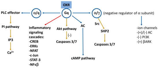 Involvement of the Orexinergic System in Cancer: Antitumor Strategies ...