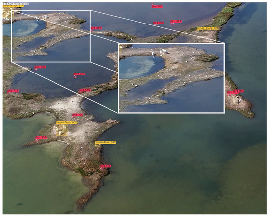 Automated Wildlife Bird Detection from Drone Footage Using Computer ...