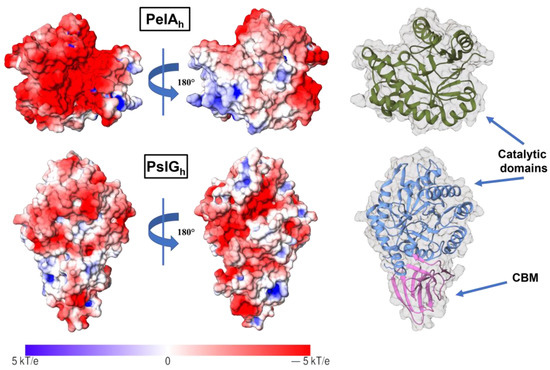 An Evaluation of the Usability of Argon Plasma-Treated Bacterial ...