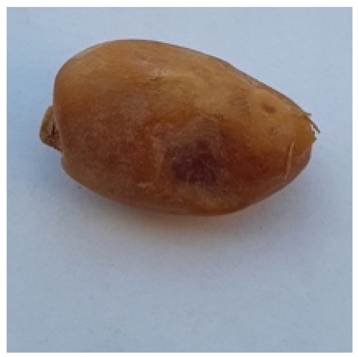 Date Fruit Classification Based on Surface Quality Using Convolutional Neural Network Models