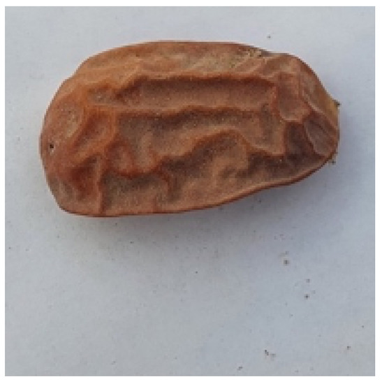 Date Fruit Classification Based on Surface Quality Using Convolutional Neural Network Models