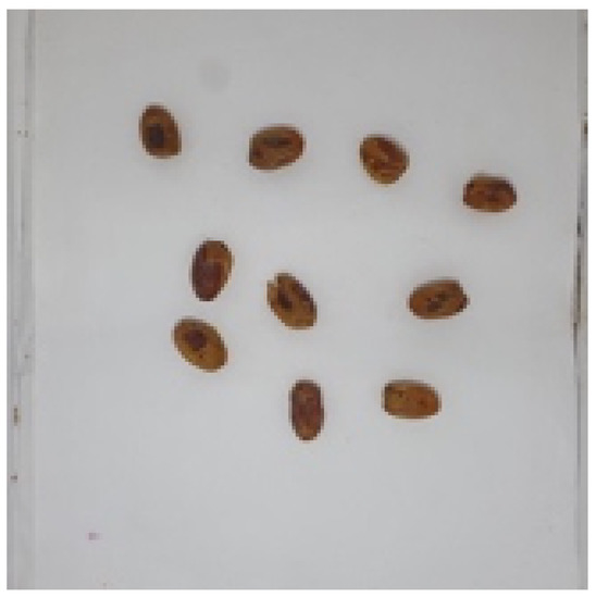 Date Fruit Classification Based on Surface Quality Using Convolutional Neural Network Models