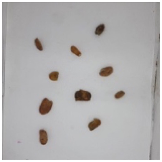 Date Fruit Classification Based on Surface Quality Using Convolutional Neural Network Models