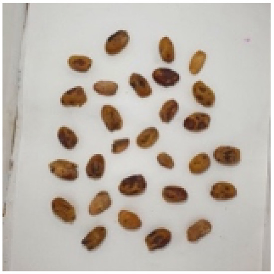 Date Fruit Classification Based on Surface Quality Using Convolutional Neural Network Models