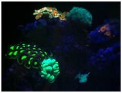 Novel Object Captioning with Semantic Match from External Knowledge