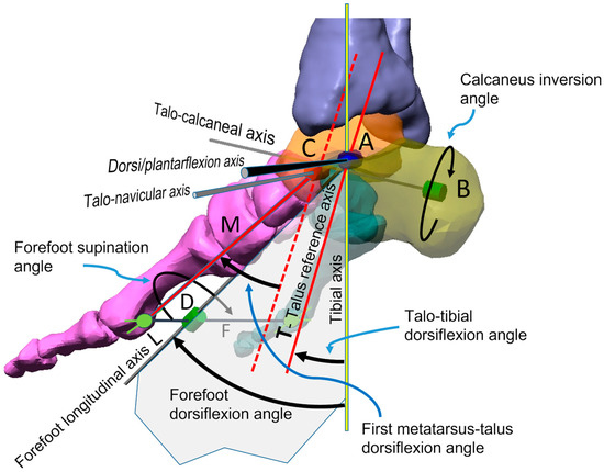 Applied Sciences | Free Full-Text | Balanced Foot Dorsiflexion Requires ...