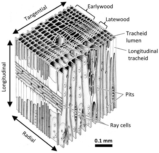 Convolutional Neural Network for Segmenting Micro-X-ray Computed ...