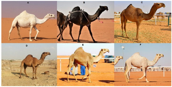Applied Sciences | Free Full-Text | Image-Based Arabian Camel Breed Classification Using ...