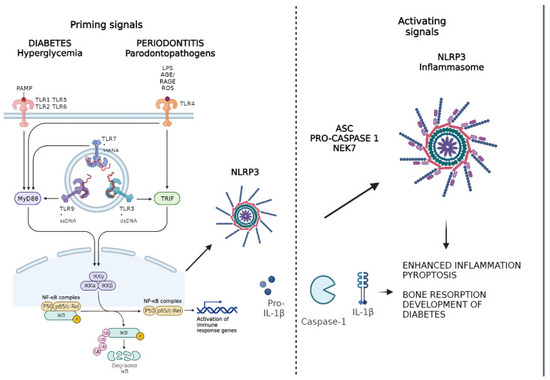 Mechanism behind the Upregulation of Proteins Associated with the NLRP3 ...