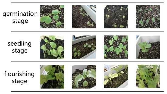 Applied Sciences | Free Full-Text | Radish Growth Stage Recognition ...