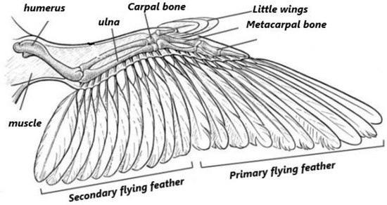 Applied Sciences | Free Full-Text | A New Type Bionic Foldable Wing ...