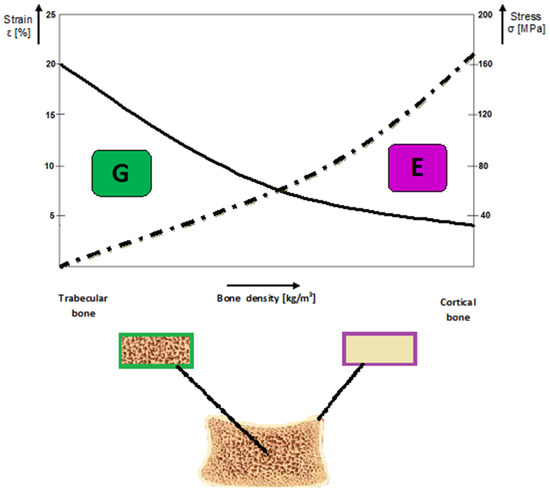 Current Options and Future Perspectives on Bone Graft and Biomaterials ...