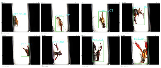 Rapid and Accurate Crayfish Sorting by Size and Maturity Based on ...