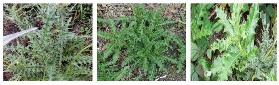 Weed Detection in Wheat Crops Using Image Analysis and Artificial ...