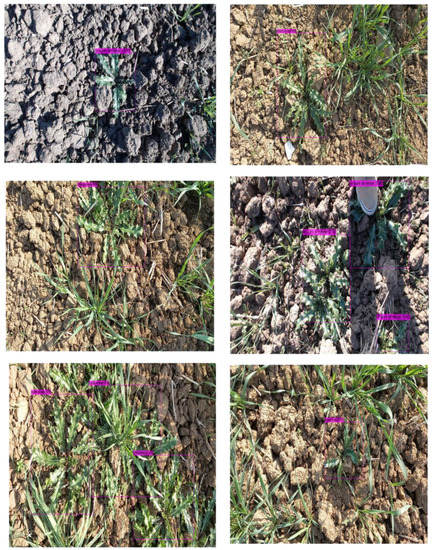 Weed Detection in Wheat Crops Using Image Analysis and Artificial ...