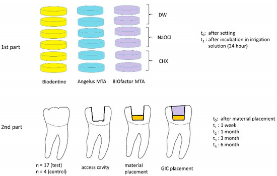 Tooth Discoloration Effect of BIOfactor Mineral Trioxide Aggregate: A 6-Month In Vitro Study
