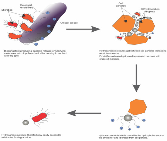 Applied Sciences | Free Full-Text | Microbial Consortium for Polycyclic Aromatic Hydrocarbons ...
