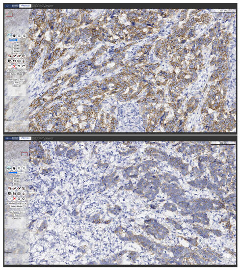 Deep Learning within a DICOM WSI Viewer for Histopathology