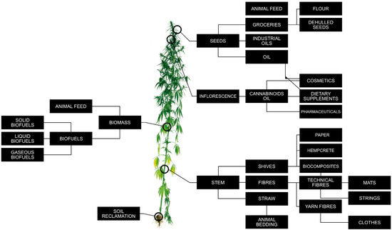 Hemp Biomass as a Raw Material for Sustainable Development
