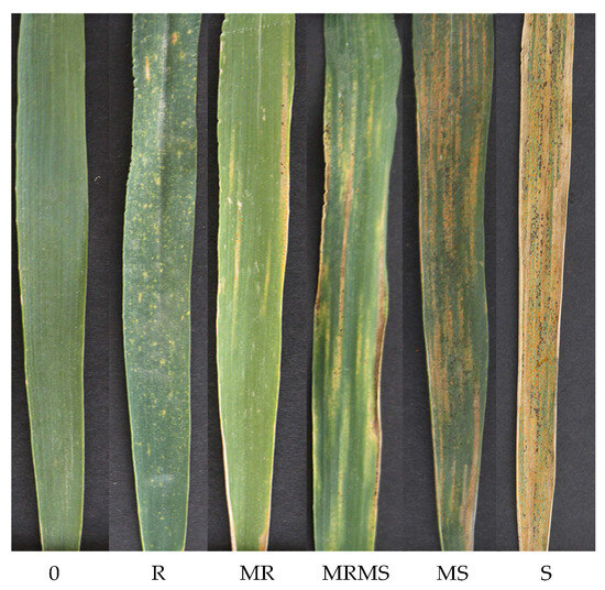 Detection of Wheat Yellow Rust Disease Severity Based on Improved ...