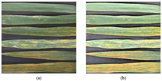 Detection of Wheat Yellow Rust Disease Severity Based on Improved ...