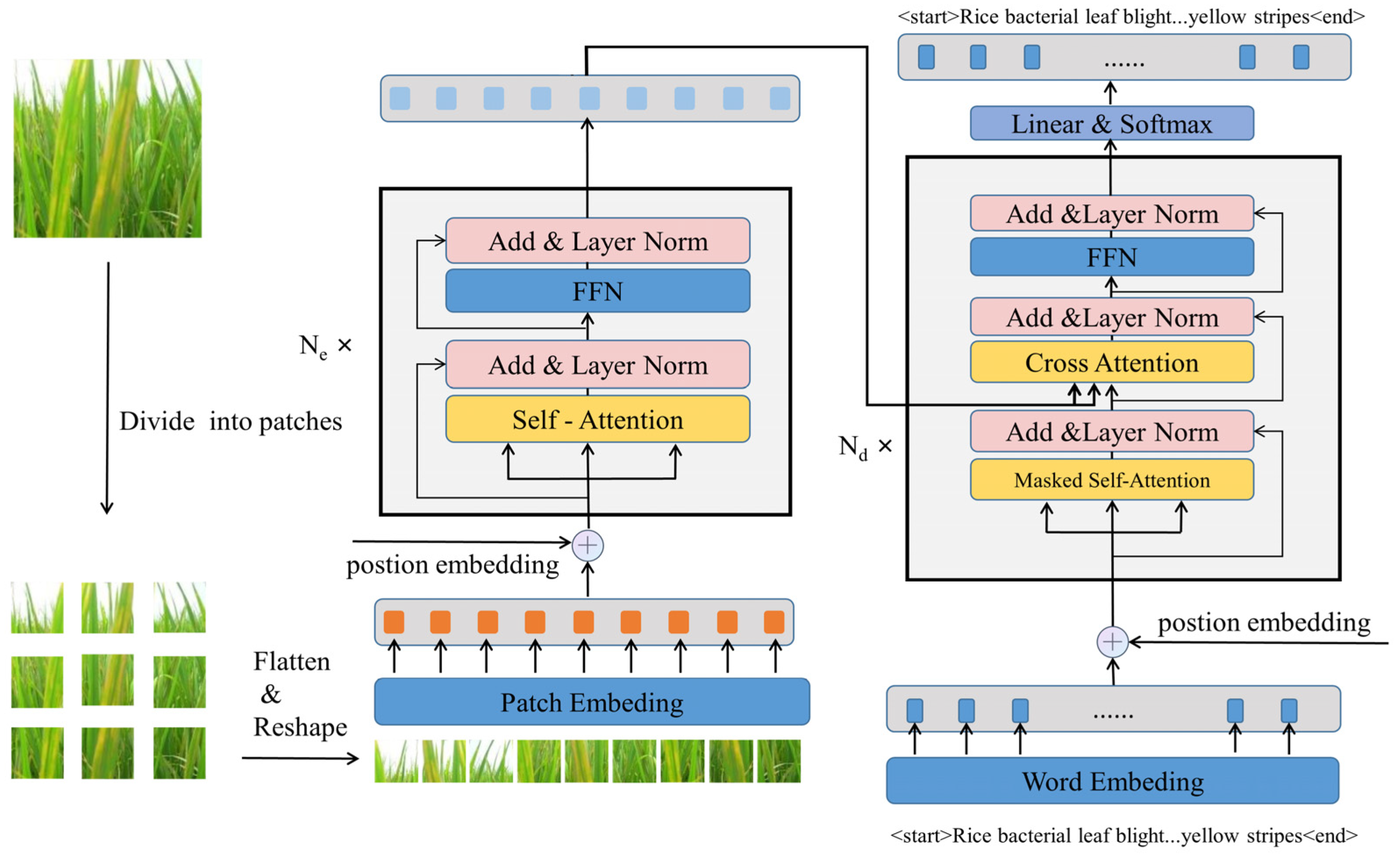Generating Image Descriptions of Rice Diseases and Pests Based on DeiT ...