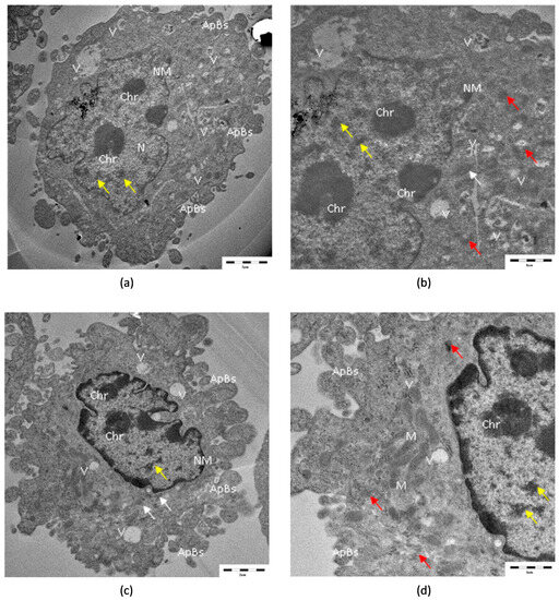 Cytotoxic Evaluation of Effective Ecoproduce (EEP) as a Potential Root ...