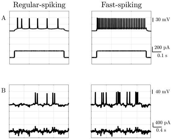 Cortical Neurons Adjust the Action Potential Onset Features as a ...