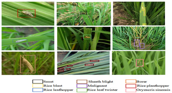 Research on Detection of Rice Pests and Diseases Based on Improved yolov5 Algorithm