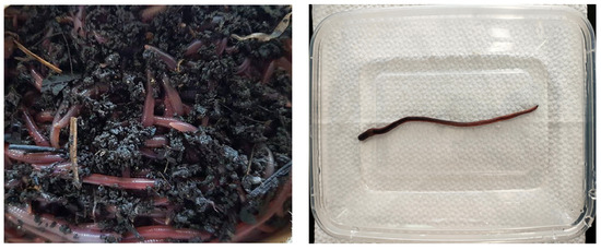 Vermicast Analysis with the Earthworm Species Pheretima losbanosensis ...