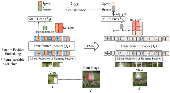 Patch-Level Consistency Regularization in Self-Supervised Transfer Learning for Fine-Grained ...