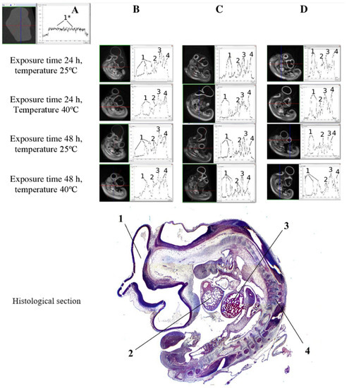 High-Performance Microcomputing Tomography of Chick Embryo in the Early ...