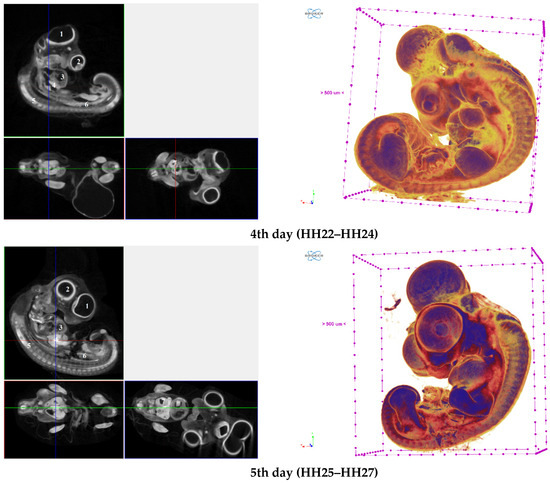 High-Performance Microcomputing Tomography of Chick Embryo in the Early ...