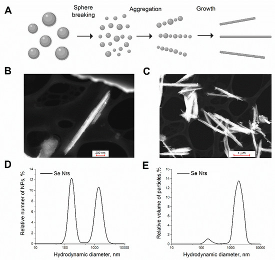 Comparative Study of the Anticancer Effects of Selenium Nanoparticles ...