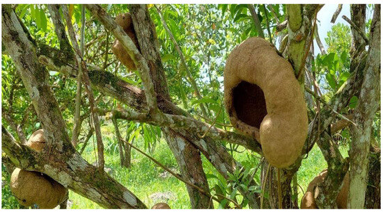 Phytochemical Composition and Antioxidant Properties of Tambourissa ...