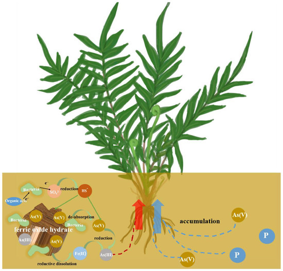 Enhanced Effect of Phytoextraction on Arsenic-Contaminated Soil by Microbial Reduction