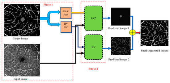 Adaptive Deep Clustering Network for Retinal Blood Vessel and Foveal Avascular Zone Segmentation