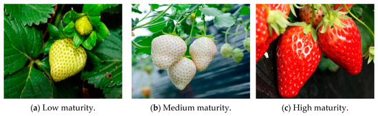 Research on the Strawberry Recognition Algorithm Based on Deep Learning